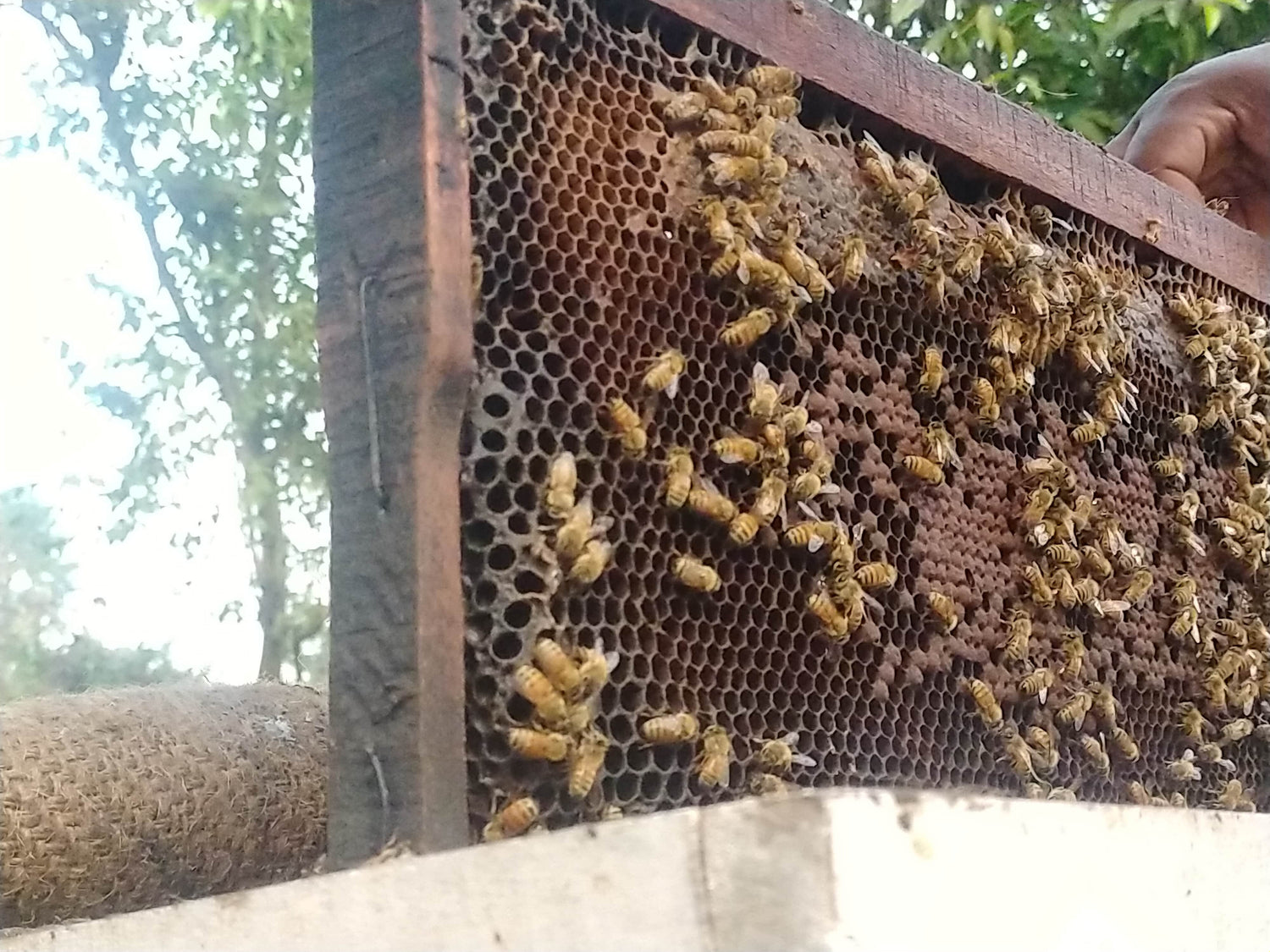 What Would Happen If Bees Went Extinct? – Highstation